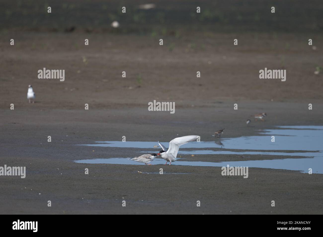 A river bank with two common terns (Sternidae) feeding each other Stock ...