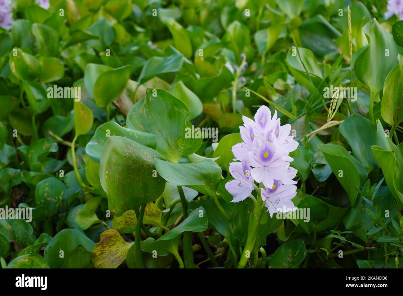 Violet marigold flower hi-res stock photography and images - Alamy