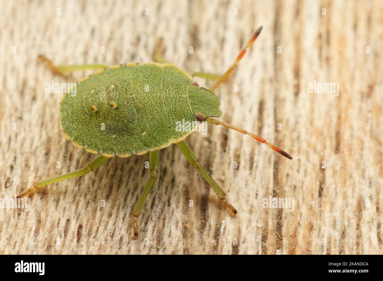 Moth shield hi-res stock photography and images - Alamy