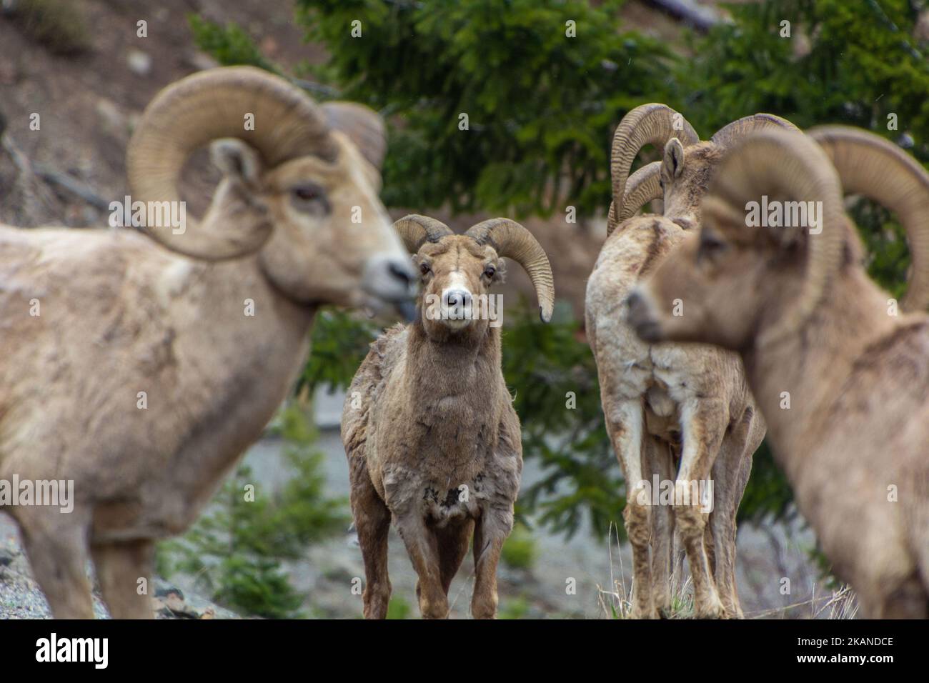 Beautiful shot goats in hi-res stock photography and images - Alamy