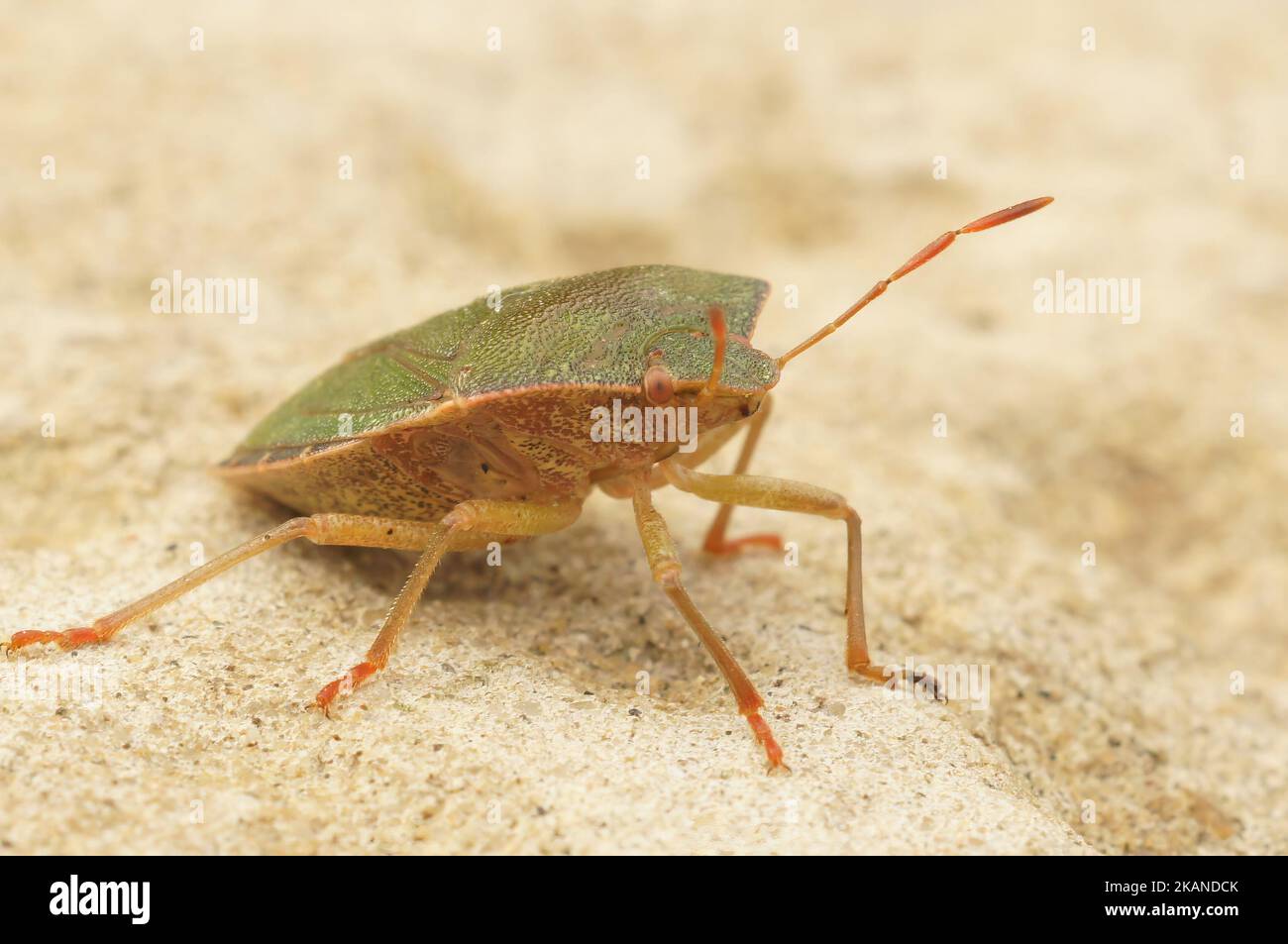 Moth shield hi-res stock photography and images - Alamy