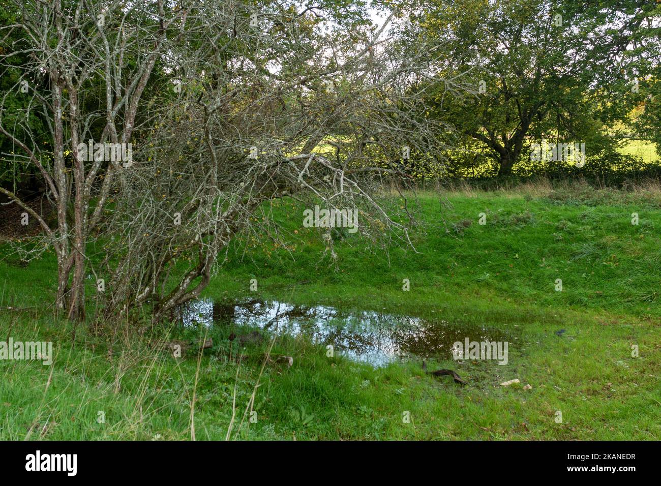 A winter pond starting to fill with rainwater during autumn, England ...