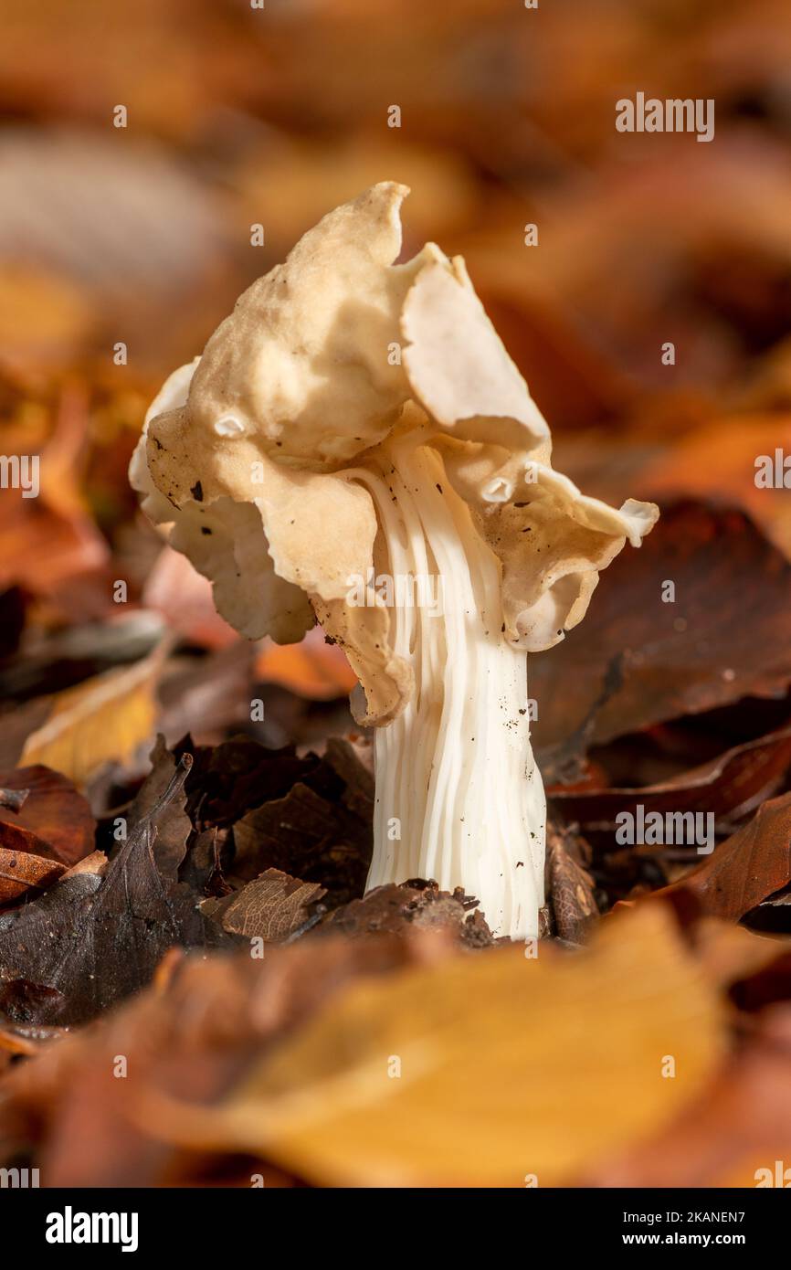White saddle fungus (Helvella crispa), also called elfin saddle or ...
