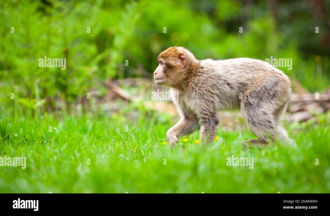 Barbary macaque running hi-res stock photography and images - Alamy