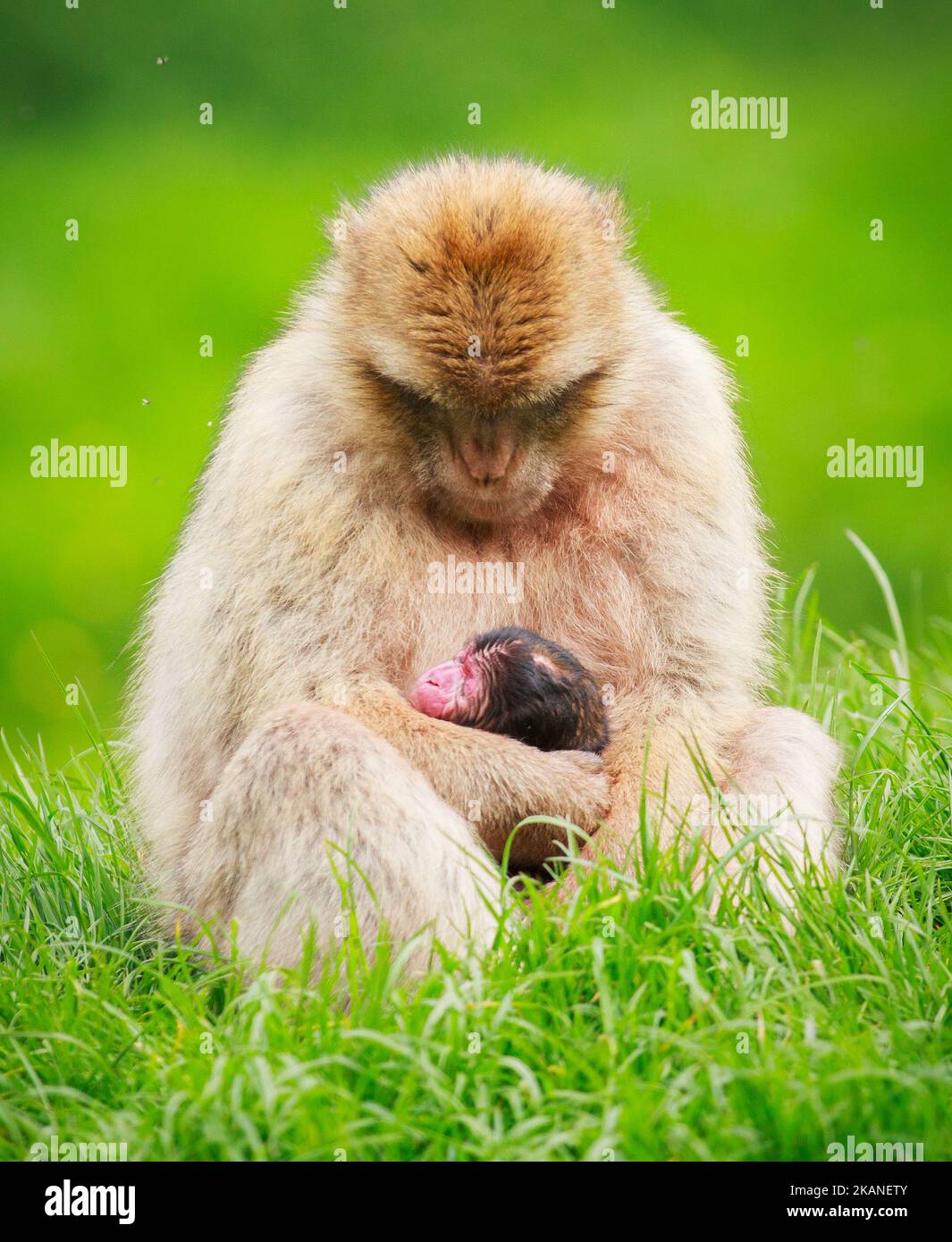 A Barbary macaque (Macaca sylvanus) holding its infant on natural blurred background Stock Photo ...