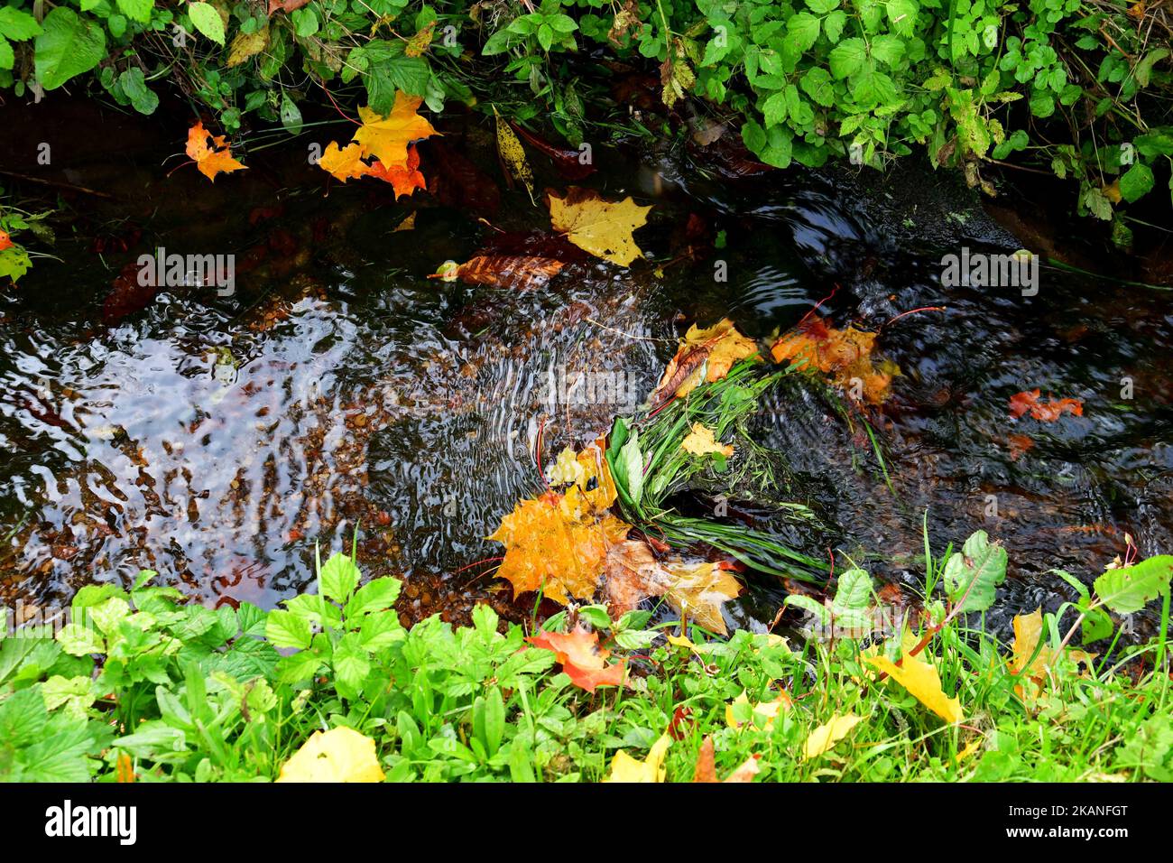 A beautiful natural scenery of a narrow stream flowing through a ...