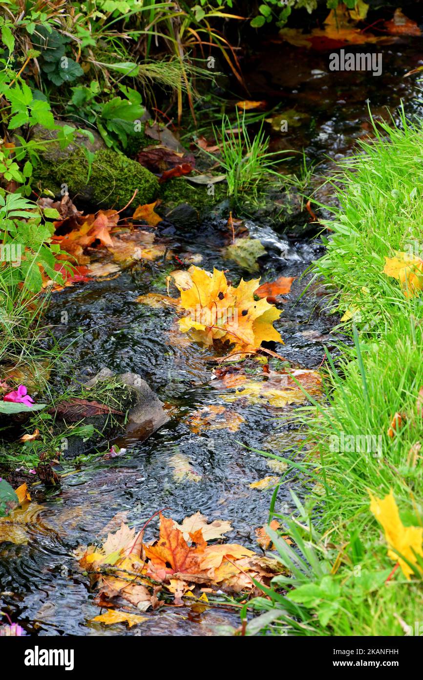 A vertical of beautiful narrow stream flowing through a grassland ...