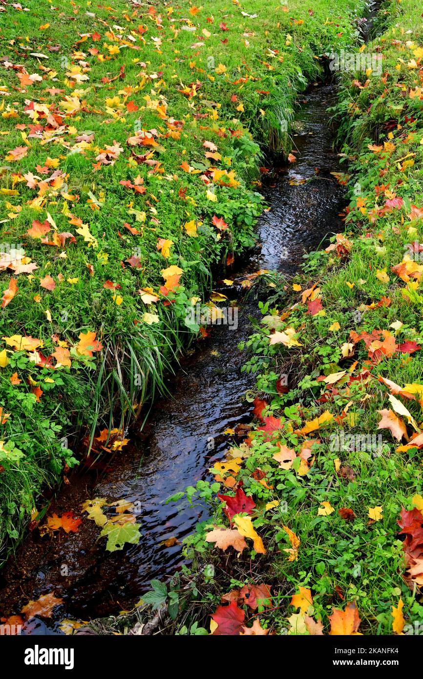 A vertical of beautiful narrow stream flowing through a grassland ...