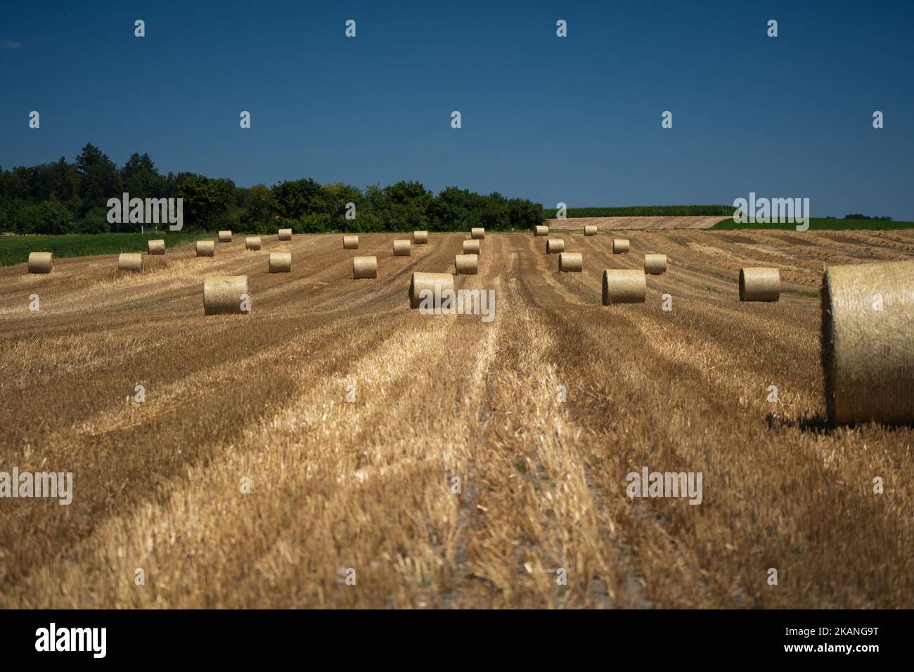 Rows of large round straw bales in a Swiss stubble field in bright ...