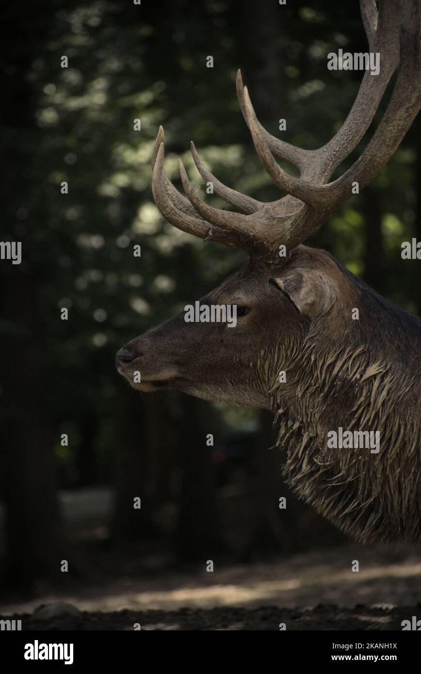 A closeup shot of a Barbary stag animal head with large horns and blur ...