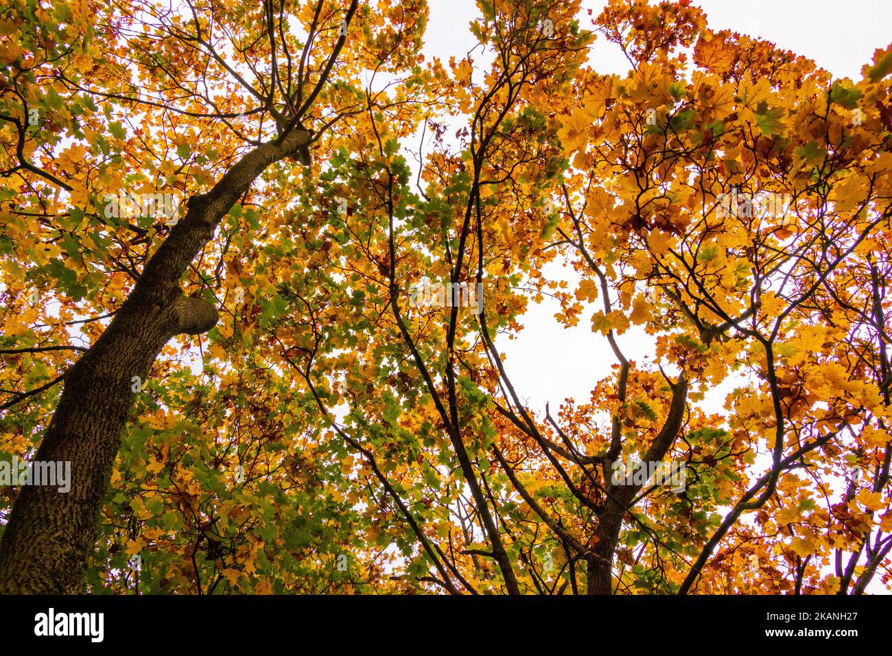A low angle shot of colorful leaves on deciduous trees during autumn ...