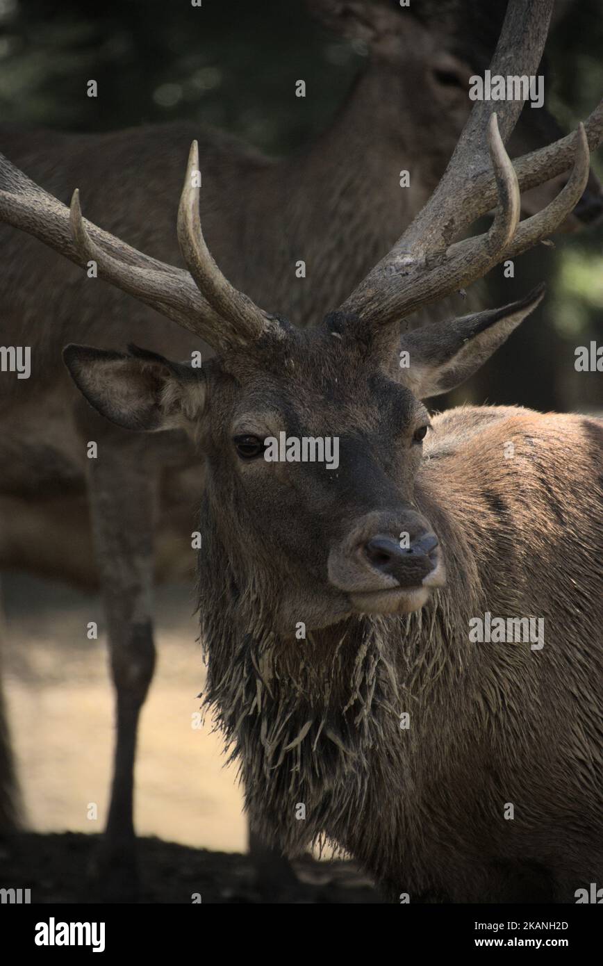 Barbary Stag