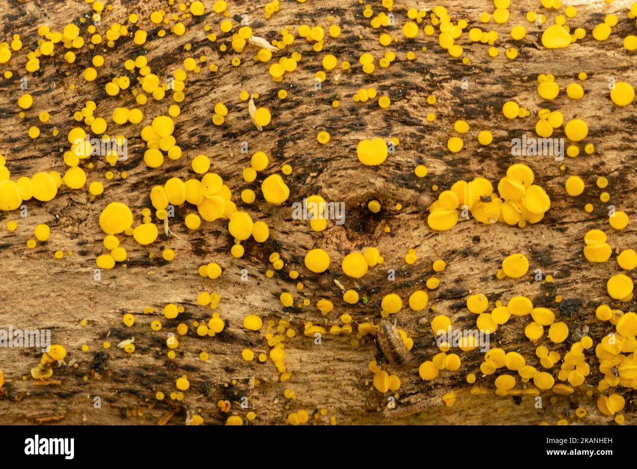 Lemon disco fungus (Bisporella citrina) commonly known as yellow fairy ...