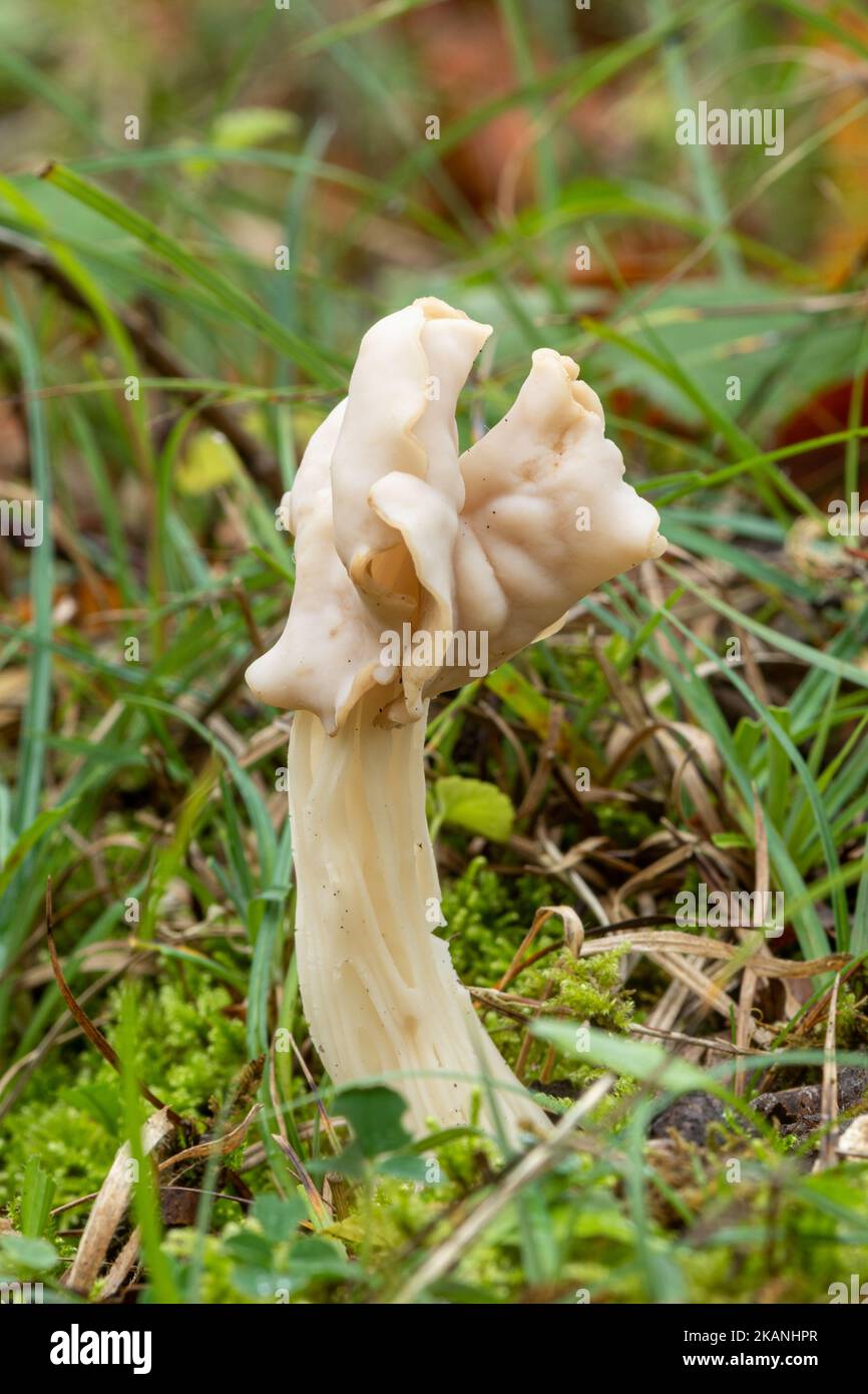 White saddle fungus (Helvella crispa), also called elfin saddle or ...