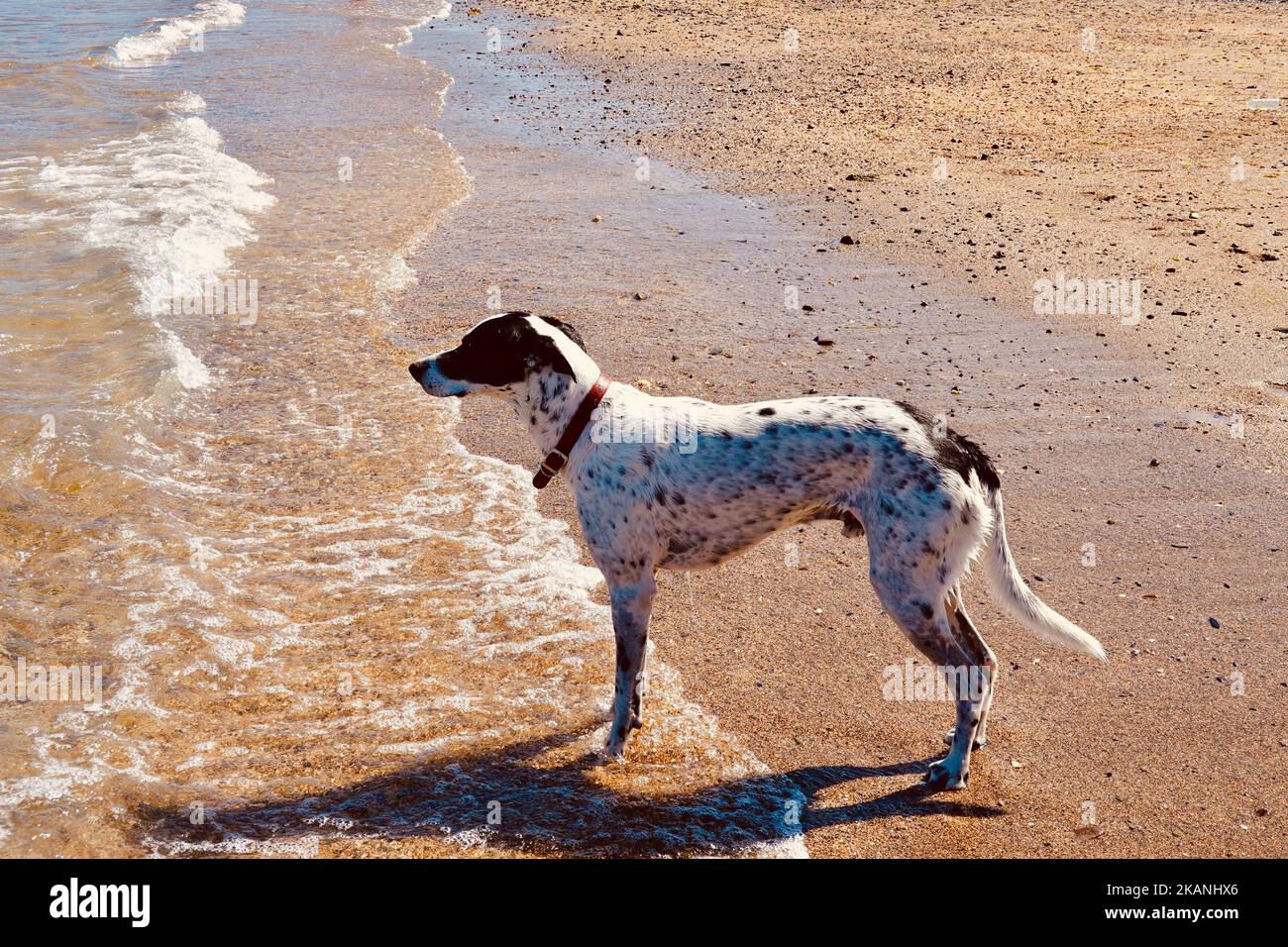 Pointer stands hi-res stock photography and images - Alamy