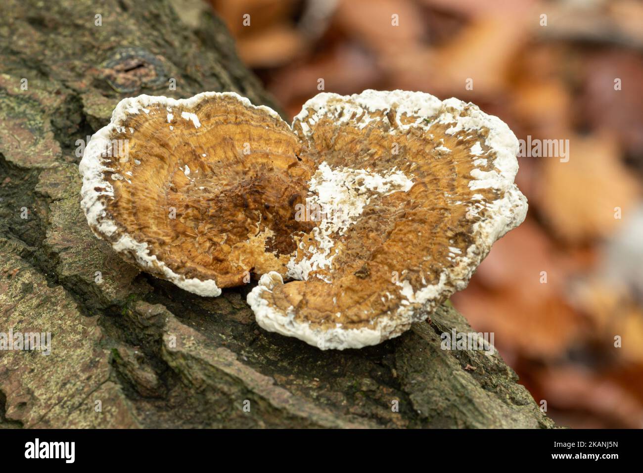Daedaleopsis confragosa, Blushing Bracket fungi, on a fallen tree ...