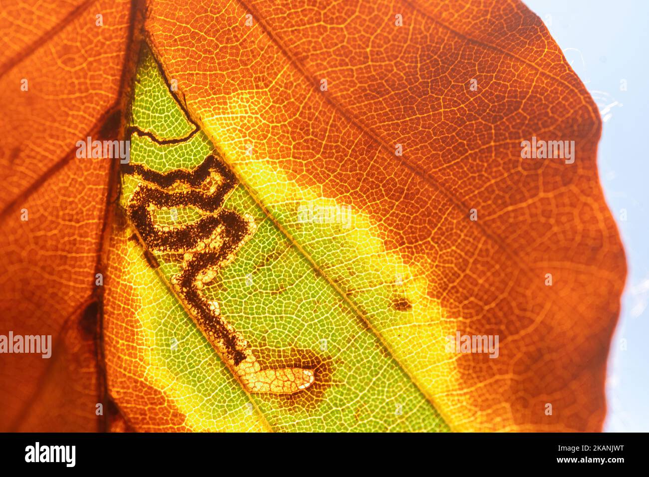 Stigmella tityrella, leaf mine gallery of the leaf mining moth on ...