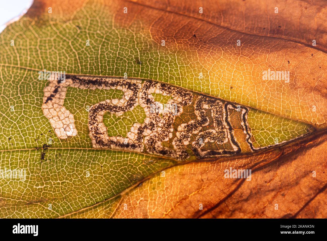 Stigmella tityrella, leaf mine gallery of the leaf mining moth on ...