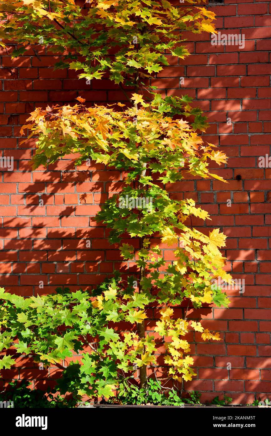 A vertical of plant leaves grown along a red brick wall captured under ...