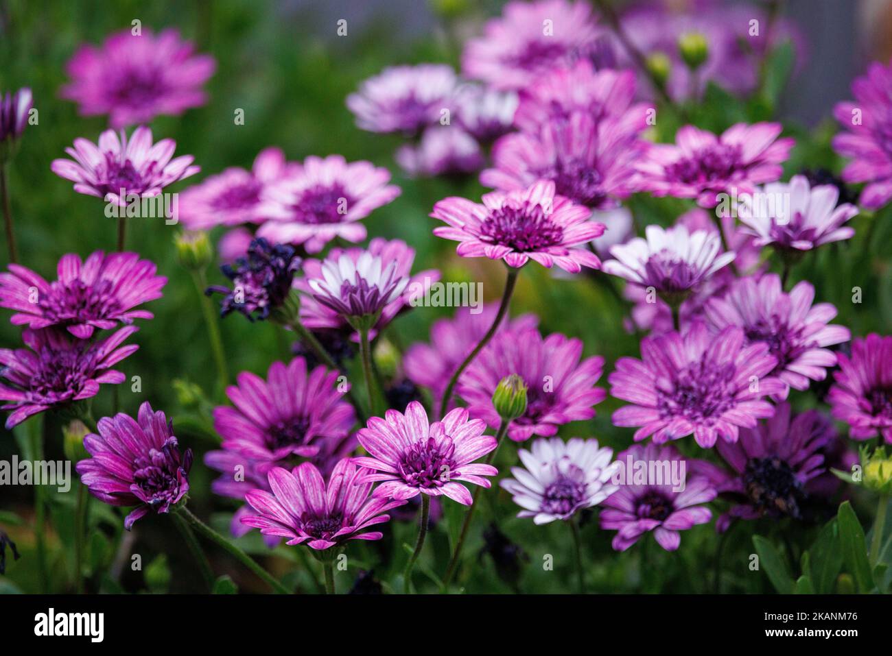 The beautiful Cape marguerite flower bush Stock Photo - Alamy
