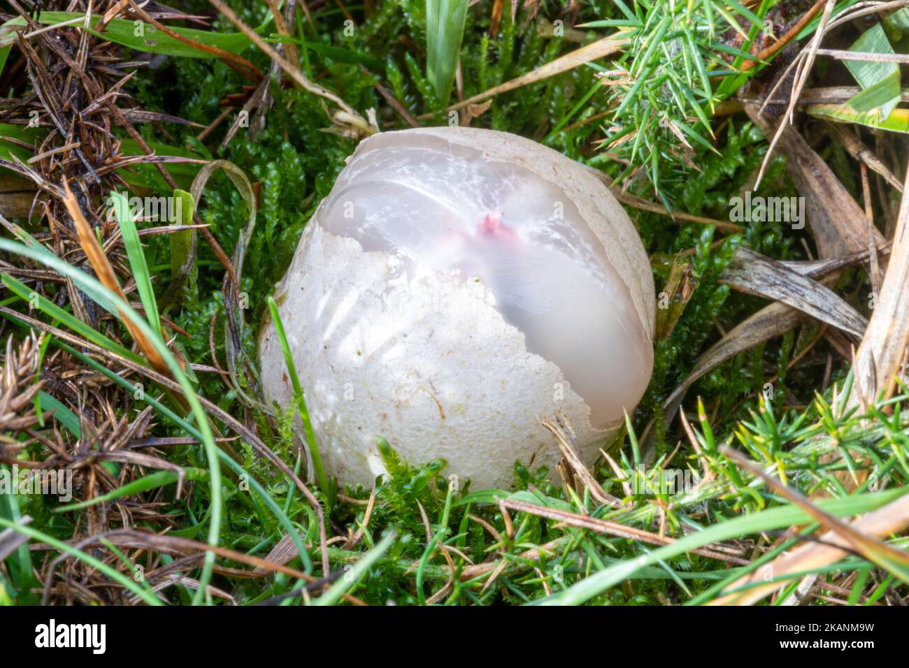 Immature egg stage of devil’s fingers fungus (Clathrus archeri), bright ...