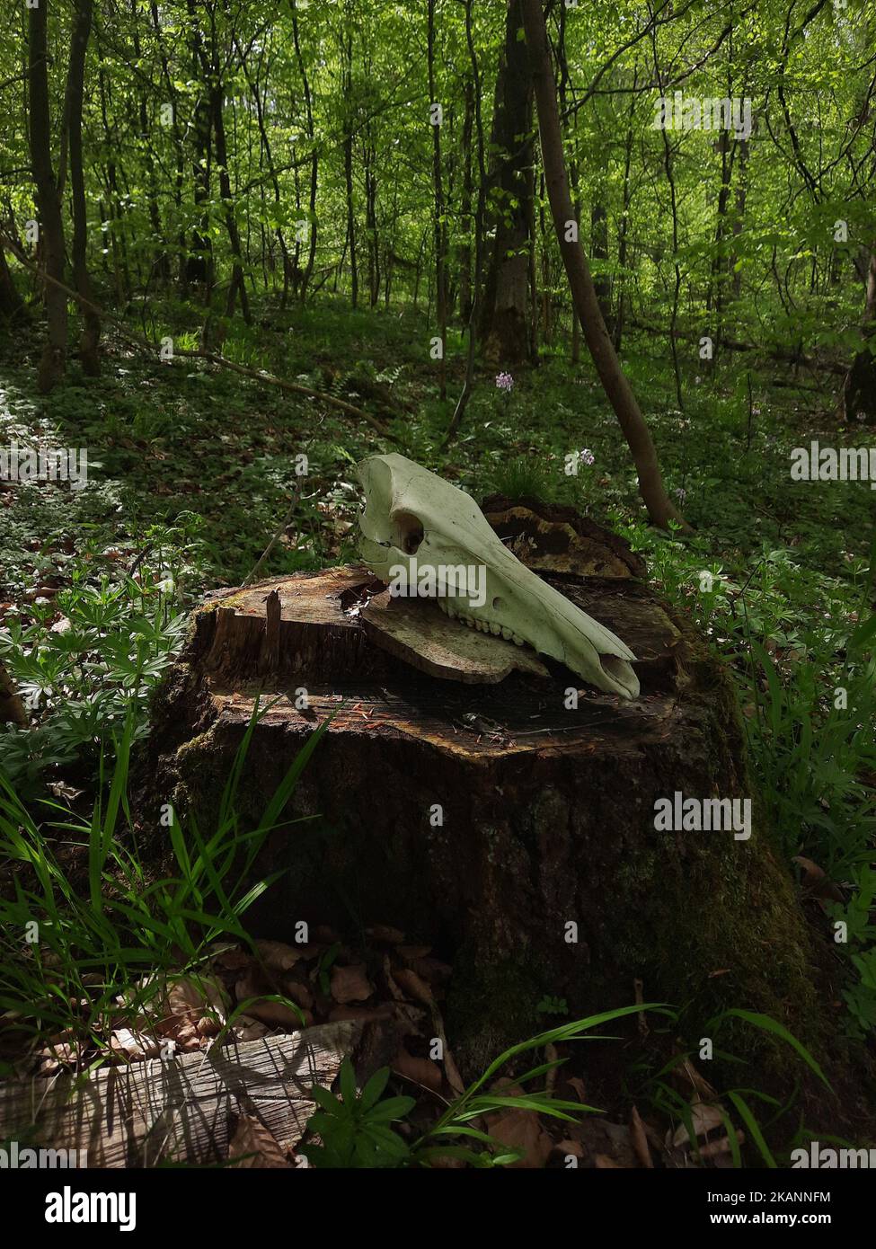 A green Animal Skull on a stump in the forest, vertical shot Stock ...