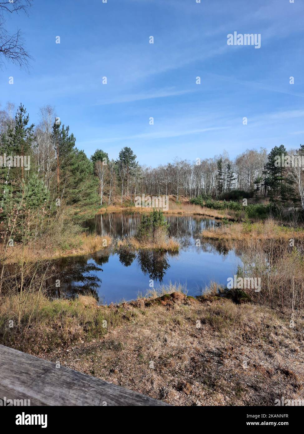 The Ponhook Lake water and pine trees under blue sky in Nova Scotia ...