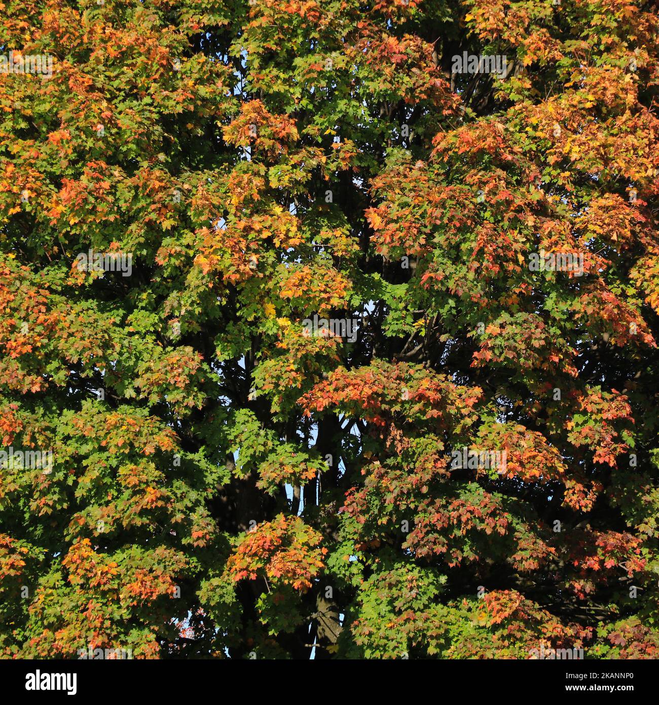 Colors of nature, maple tree in autumn Stock Photo - Alamy