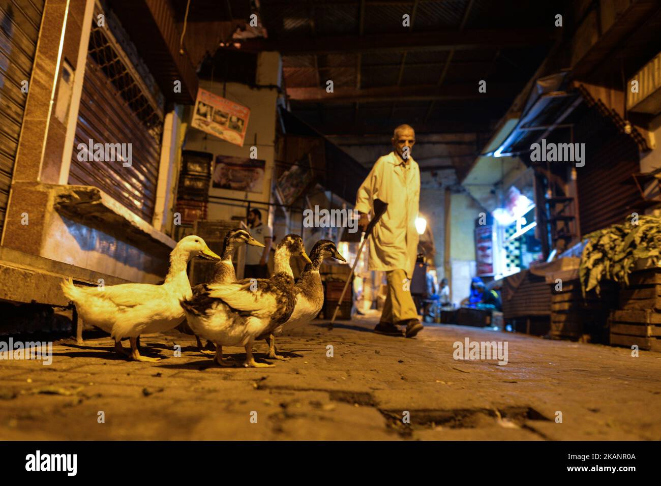 Ducks seen on the Main Street in Fes Medina, a scene from a daily life ...