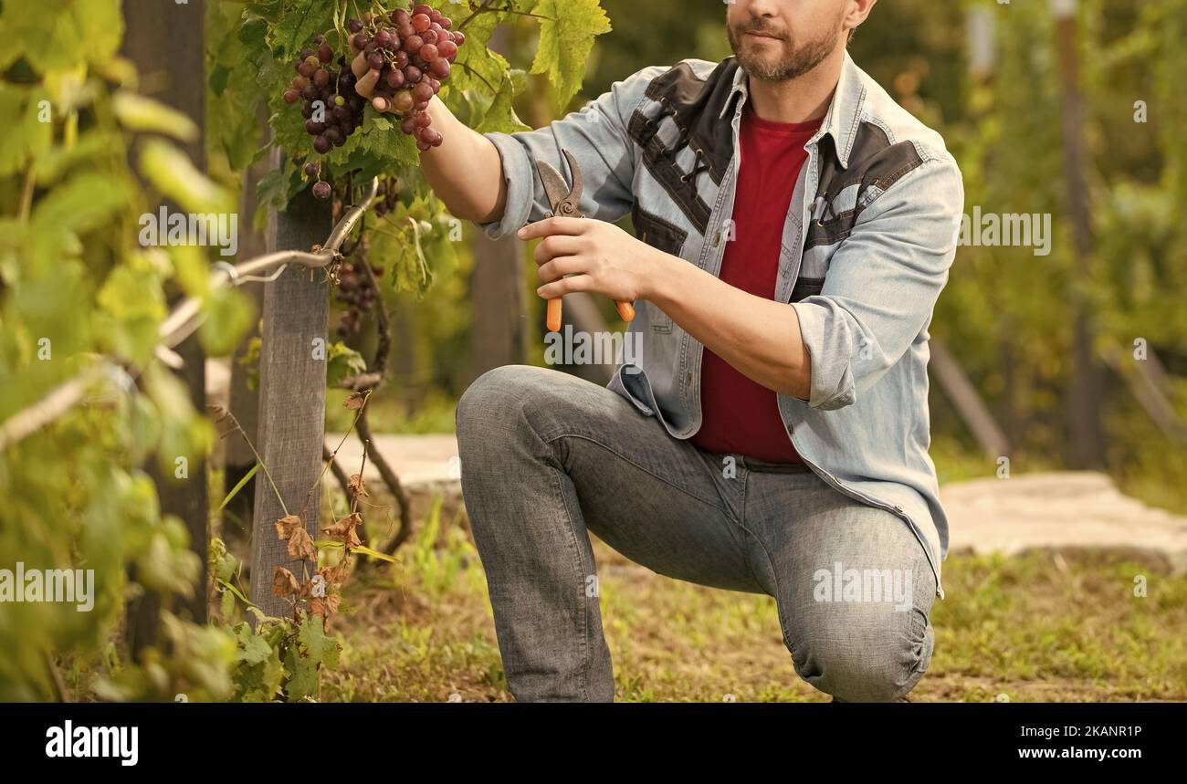 grapevine cut by cropped winemaker with scissors, grapes Stock Photo - Alamy