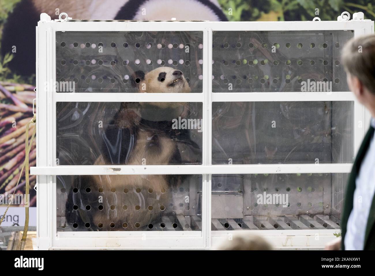 Panda Meng Meng is pictured during the welcoming event of the panda ...