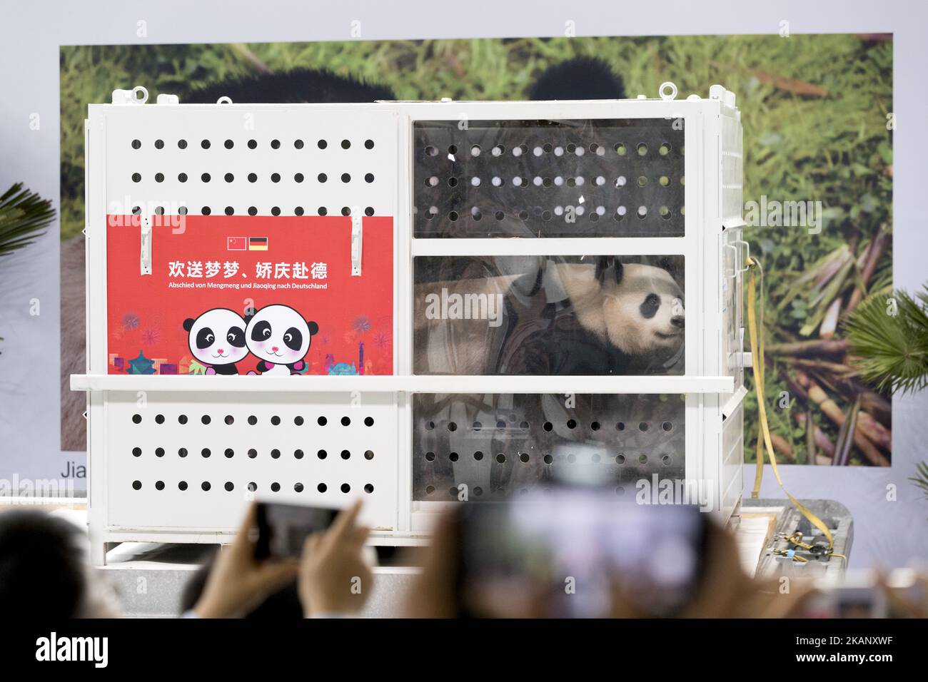 Panda Jiao Qing is pictured during the welcoming event of the panda ...