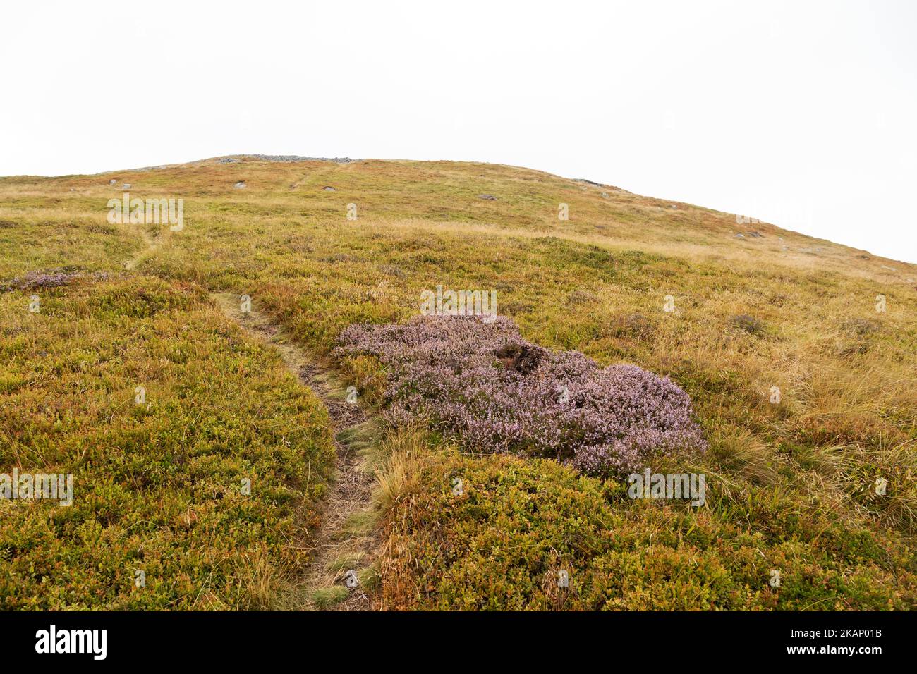 Iron Age hill fort at Yeavering Bell near Wooler, Northumberland. The ...