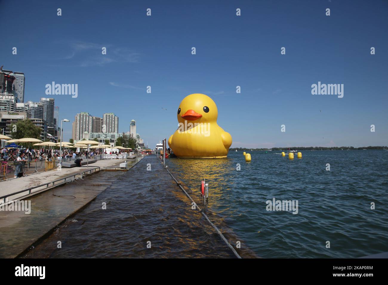 The world's largest rubber duck arrived in Toronto, Ontario, Canada, on ...