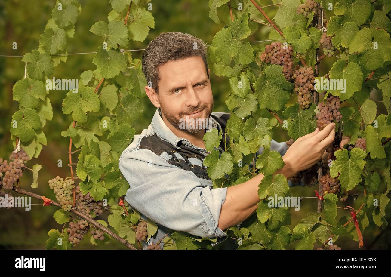 grapevine cut by farmer with scissors, harvest Stock Photo - Alamy