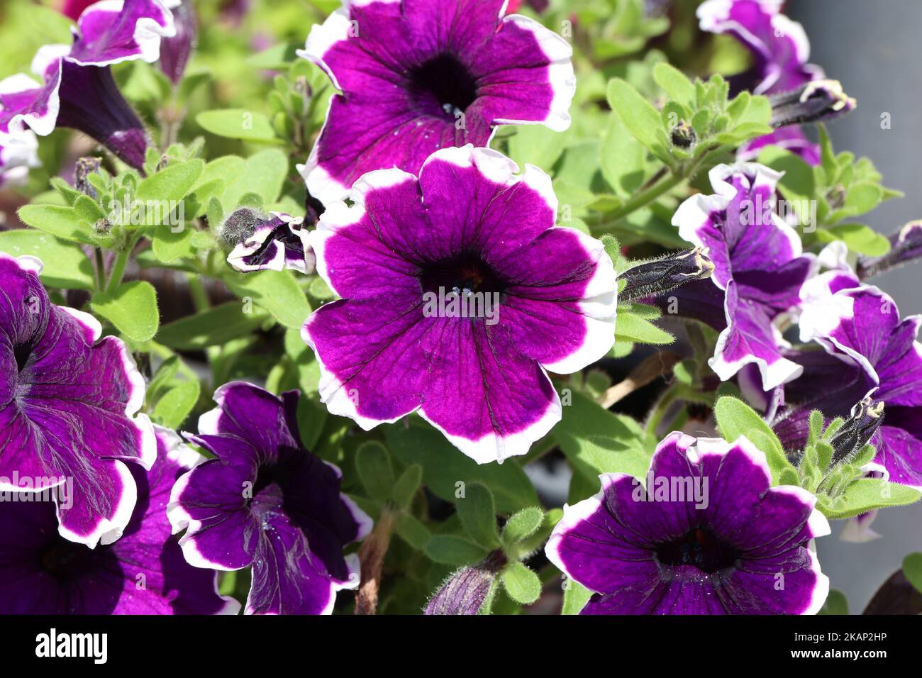 purple petunia flowers in the garden in Spring time Stock Photo - Alamy