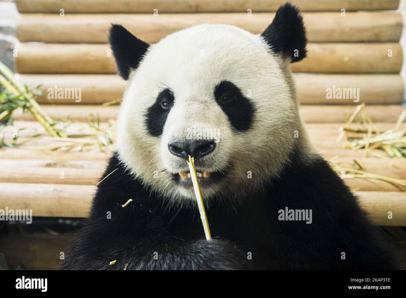 Panda Jiao Qing eats bamboo on the day of the official welcoming ...