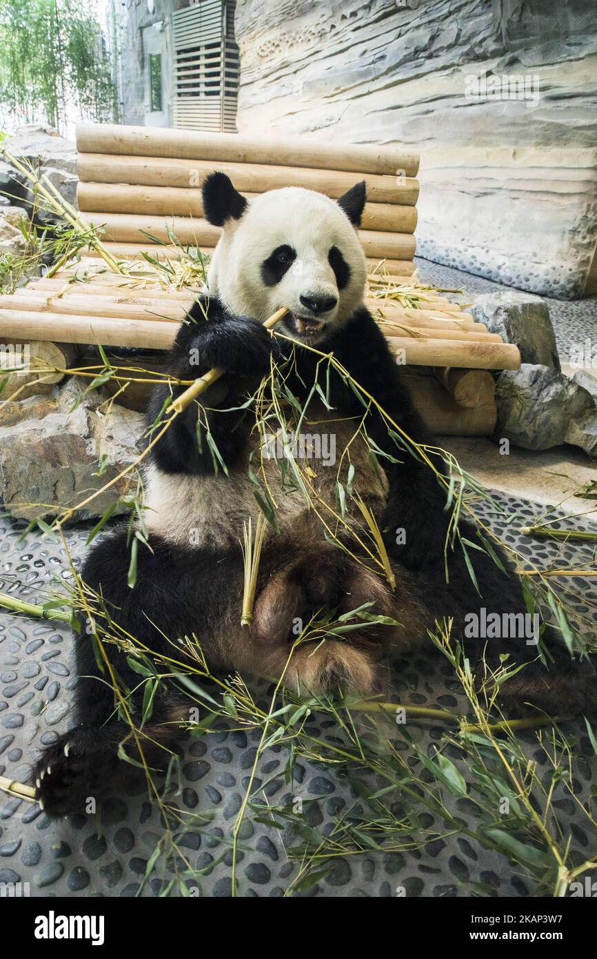 Panda Jiao Qing eats bamboo on the day of the official welcoming ceremony for the panda couple ...