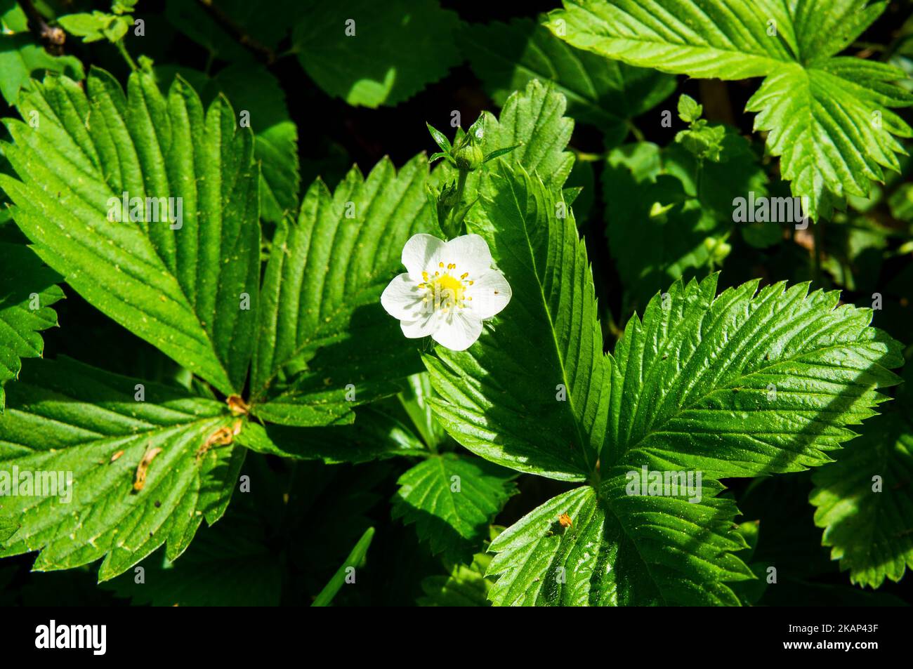 Wild Strawberry, European, Woodland, Fragaria vesca, flowering in ...