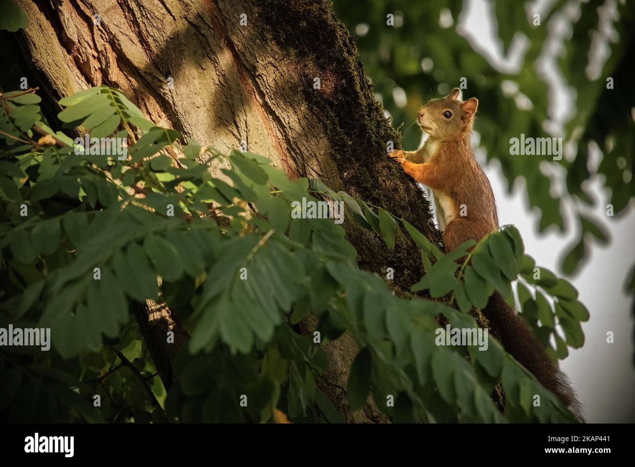 A closeup shot of a red squirrel perched on the tree Stock Photo - Alamy