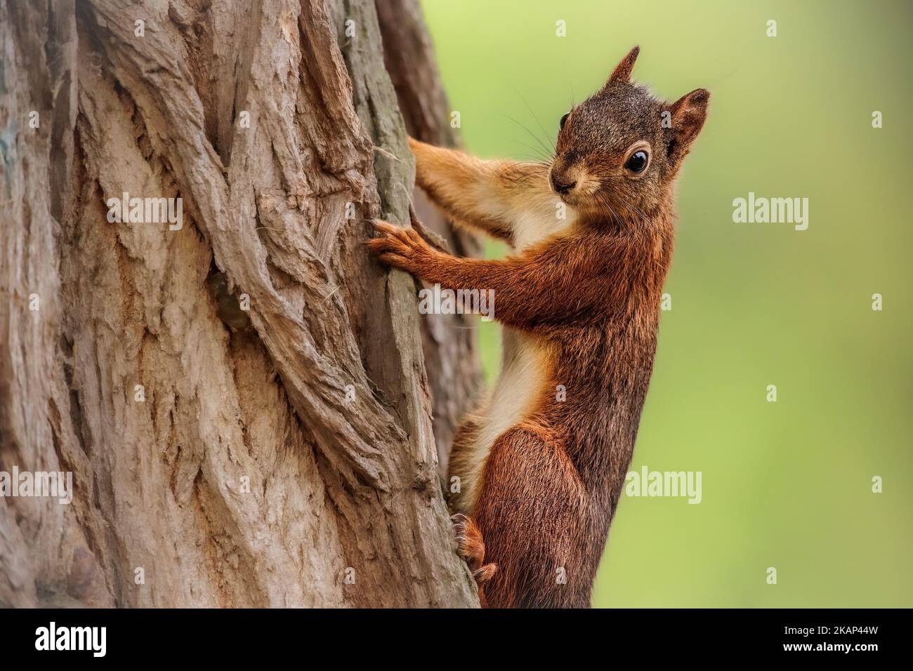 A closeup shot of a red squirrel perched on the tree Stock Photo - Alamy