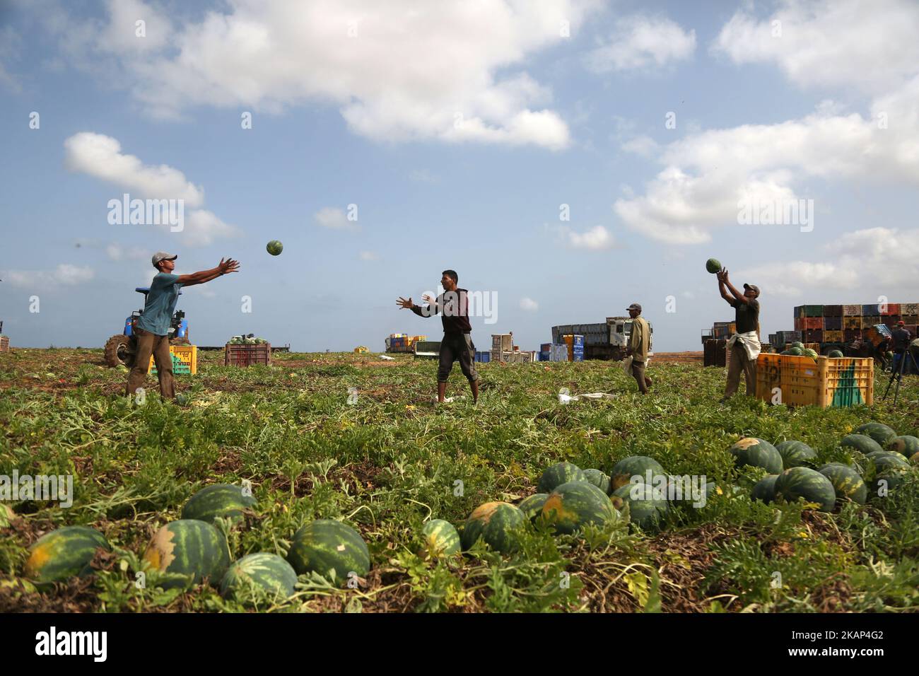 palestinian farmers collect watermelon from their field located near ...