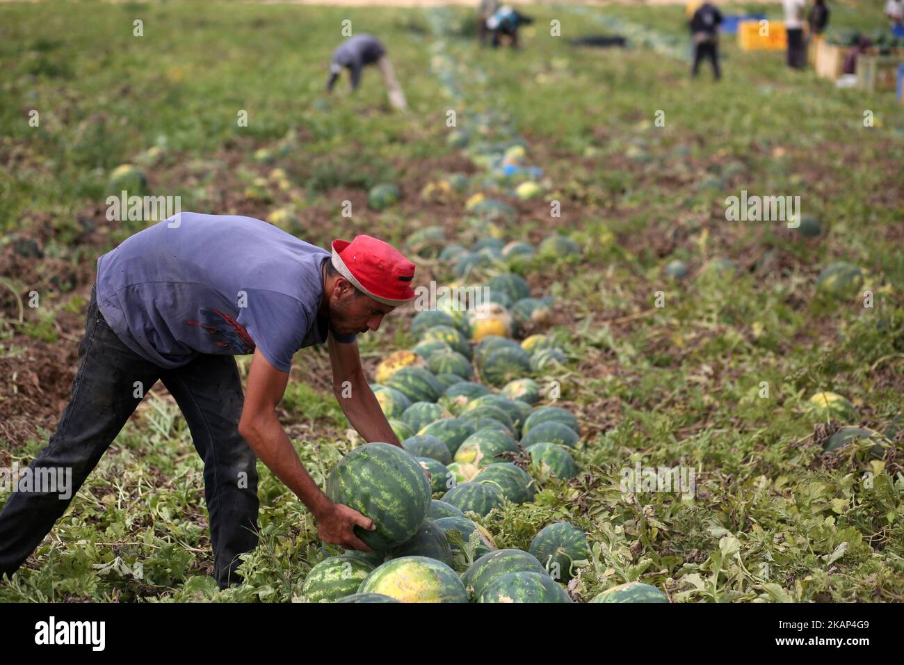palestinian farmers collect watermelon from their field located near ...