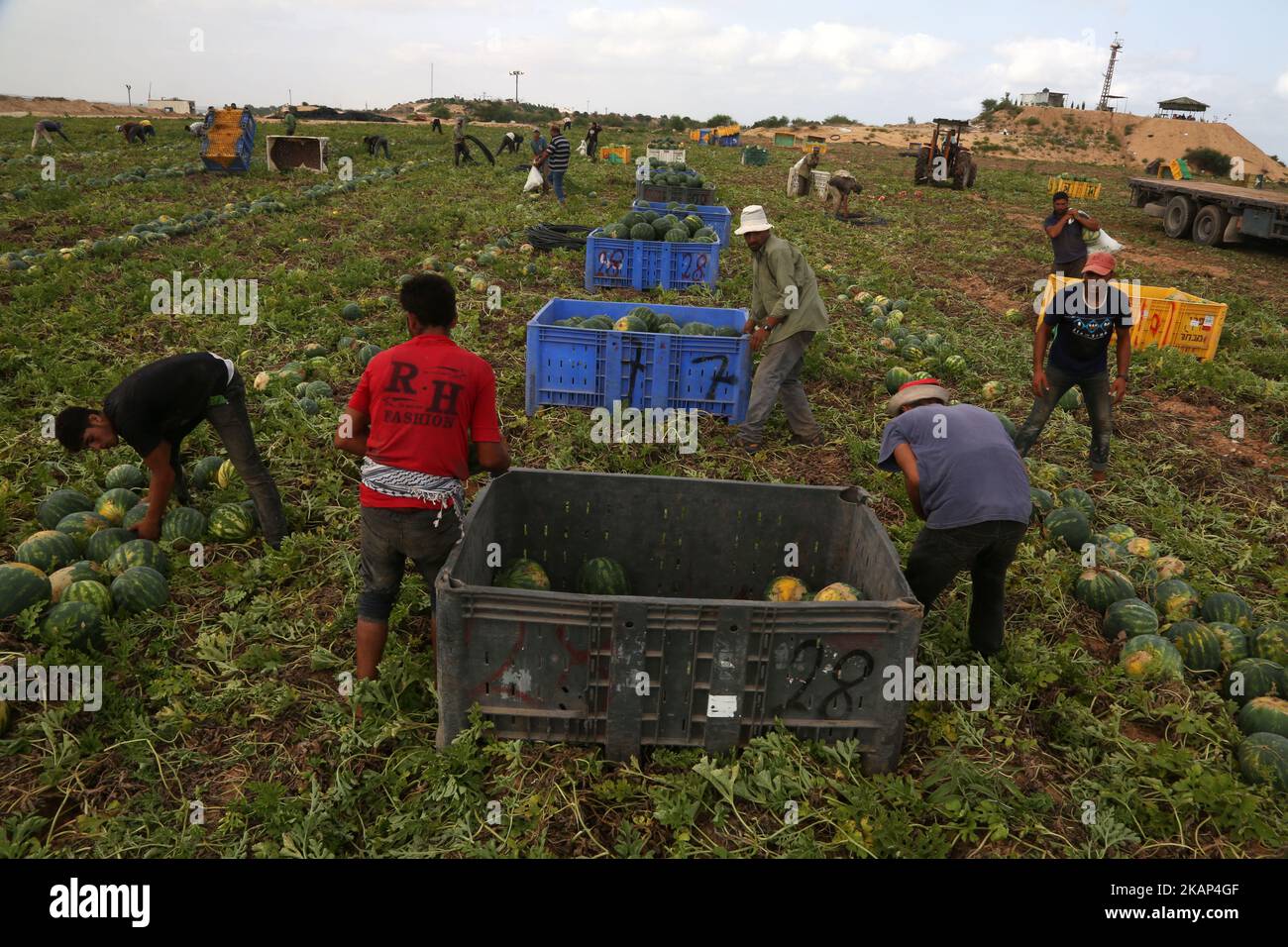 palestinian farmers collect watermelon from their field located near ...