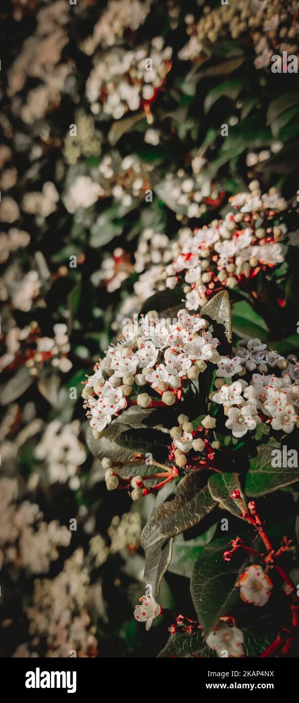 A vertical shot of the laurestine (Viburnum tinus) blooming in the ...