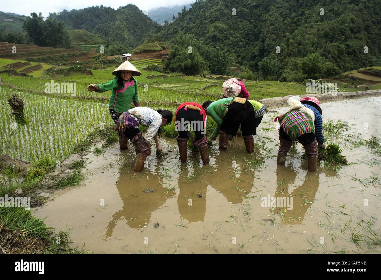 Women work in rice fields in the Sa Pa area of northern Vietnam. Rice ...