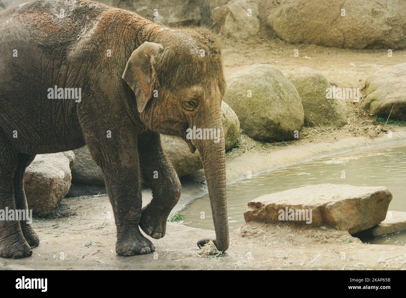 A high angle shot of a dirty elephant walking near a rocky lake at a ...