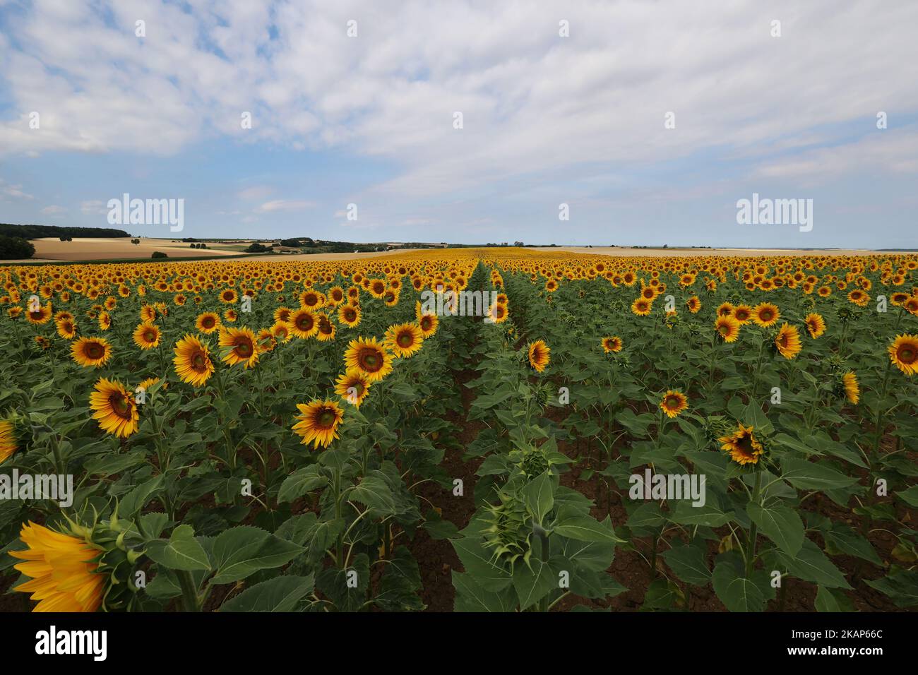 Sunflowers. Blooming field of sunflowers in summer Stock Photo - Alamy