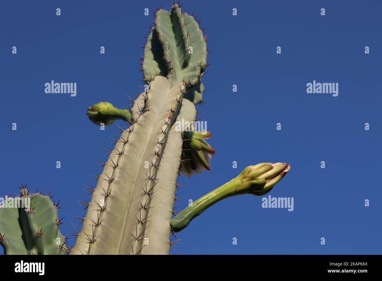Beautiful cactus flowers in a garden in the south Stock Photo - Alamy