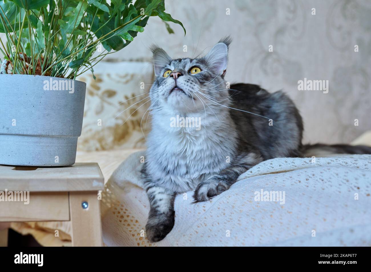 Attractive purebred silver Maine Coon cat looking up, in a home Stock ...